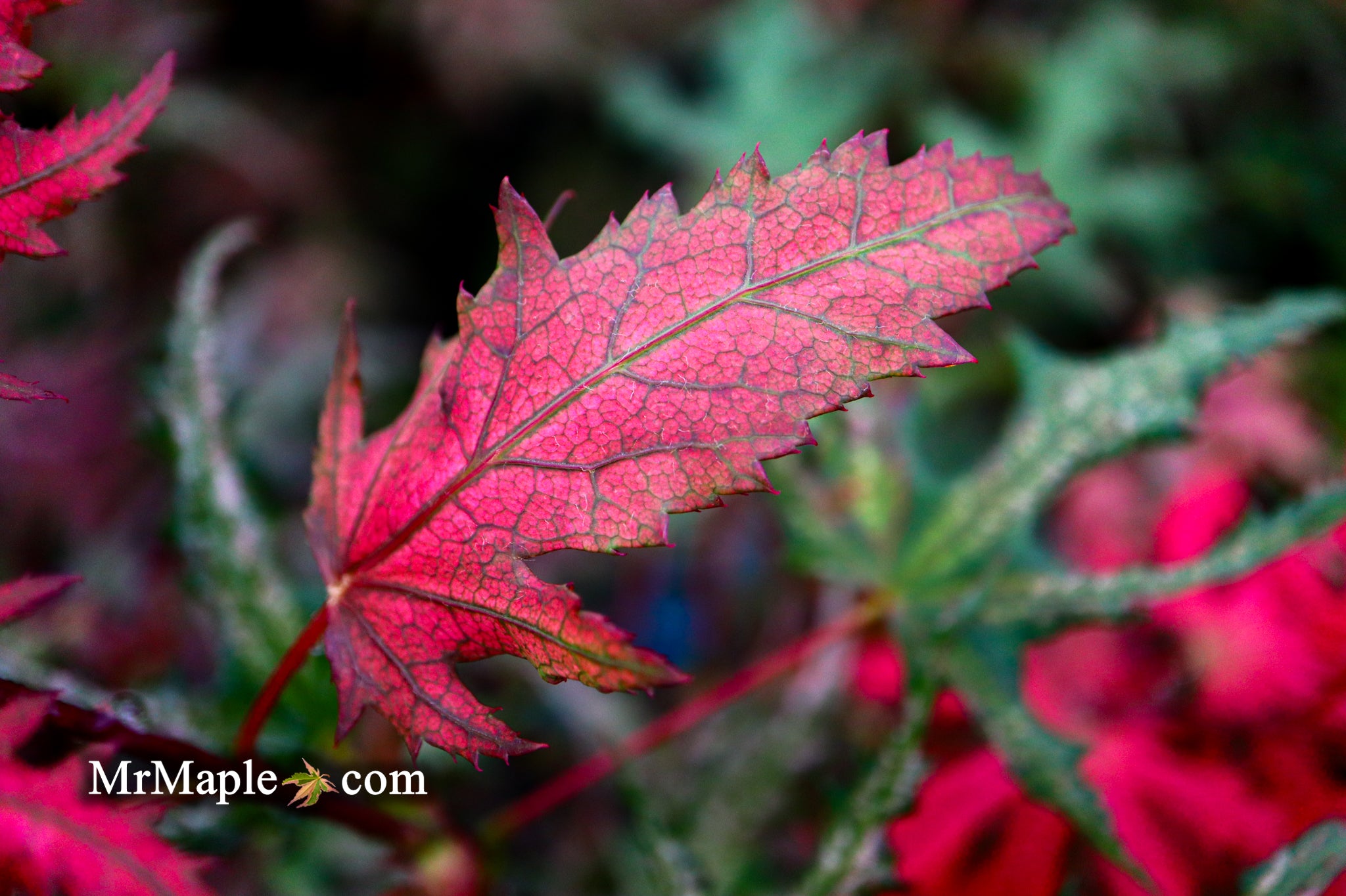 Buy Acer palmatum 'Dark Knight' Japanese Maple — Mr Maple │ Buy ...