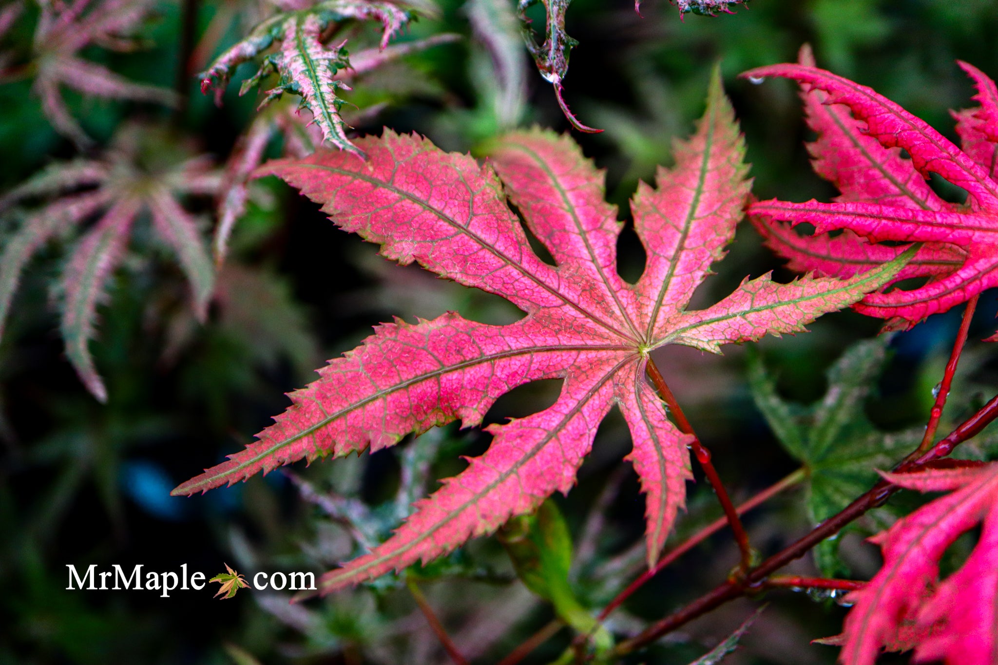 Buy Acer palmatum 'Dark Knight' Japanese Maple — Mr Maple │ Buy ...