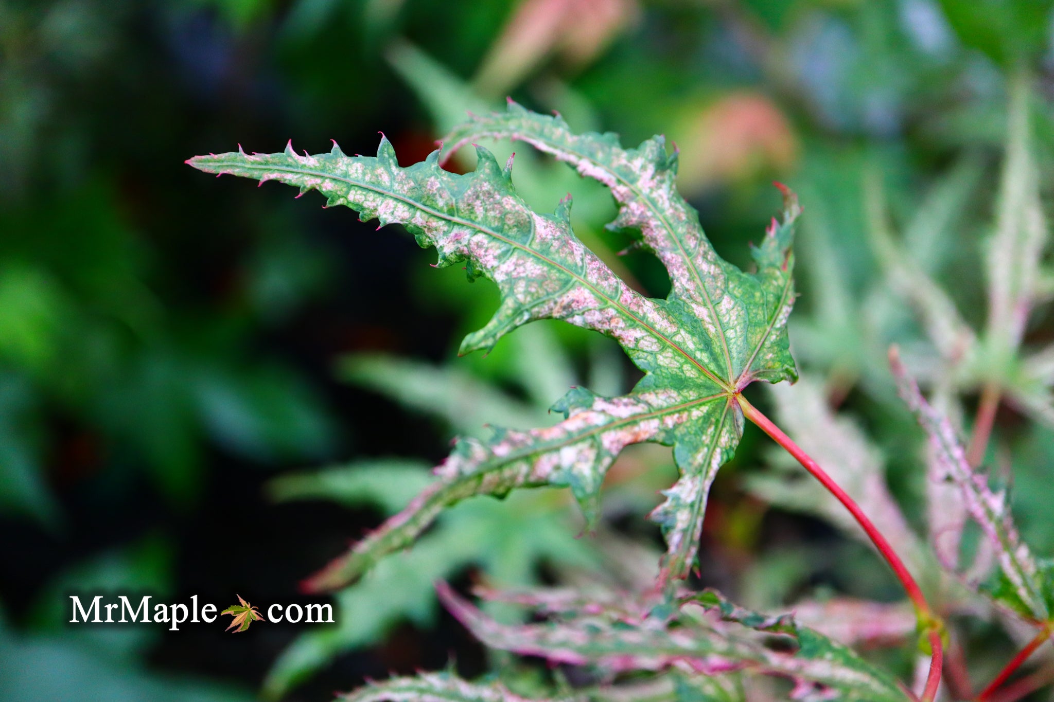 Buy Acer palmatum 'Dark Knight' Japanese Maple — Mr Maple │ Buy ...