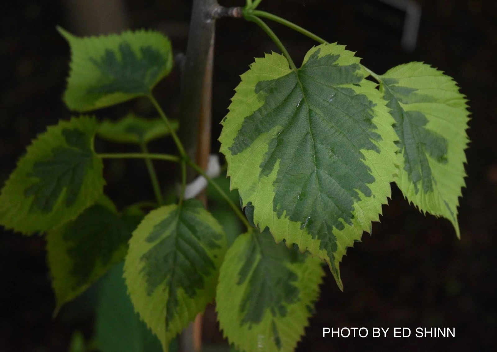 Buy Davidia involucrata 'Aya nishiki' PP17066 Variegated Dove Tree — Mr ...