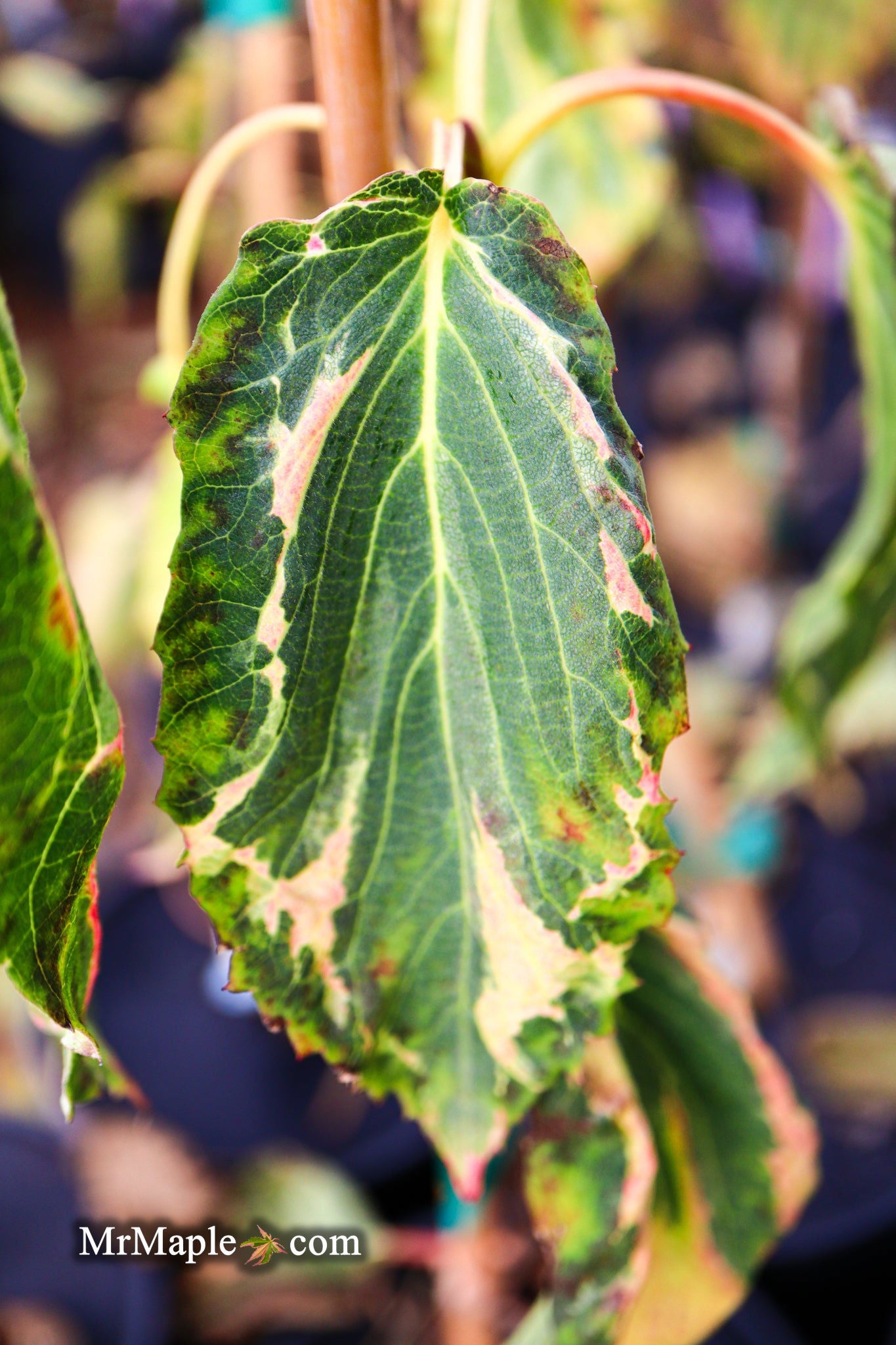 Buy Davidia involucrata 'Aya nishiki' PP17066 Variegated Dove Tree — Mr ...