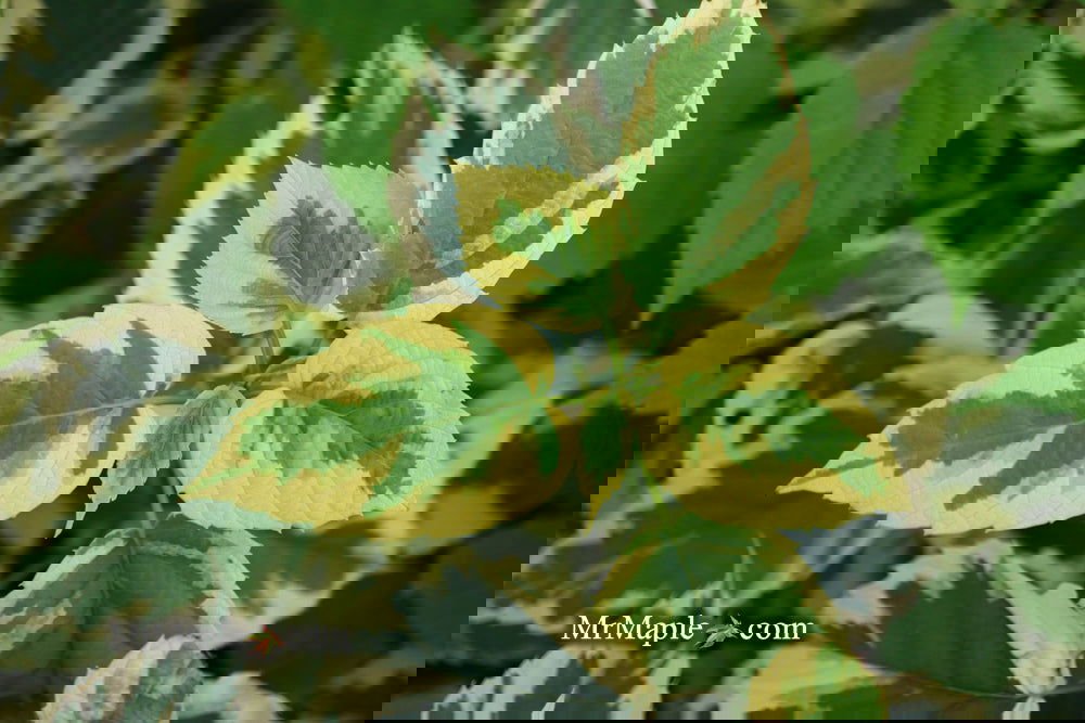 Buy Davidia involucrata 'Lady Sunshine' Variegated Dove Tree — Mr Maple ...