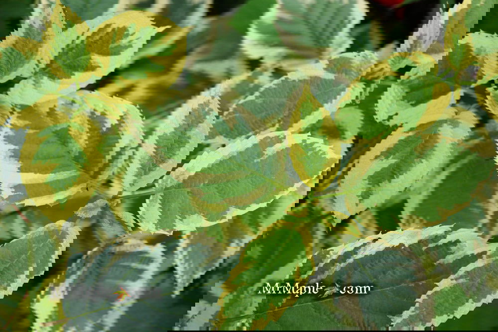 Buy Davidia involucrata 'Lady Sunshine' Variegated Dove Tree — Mr Maple ...