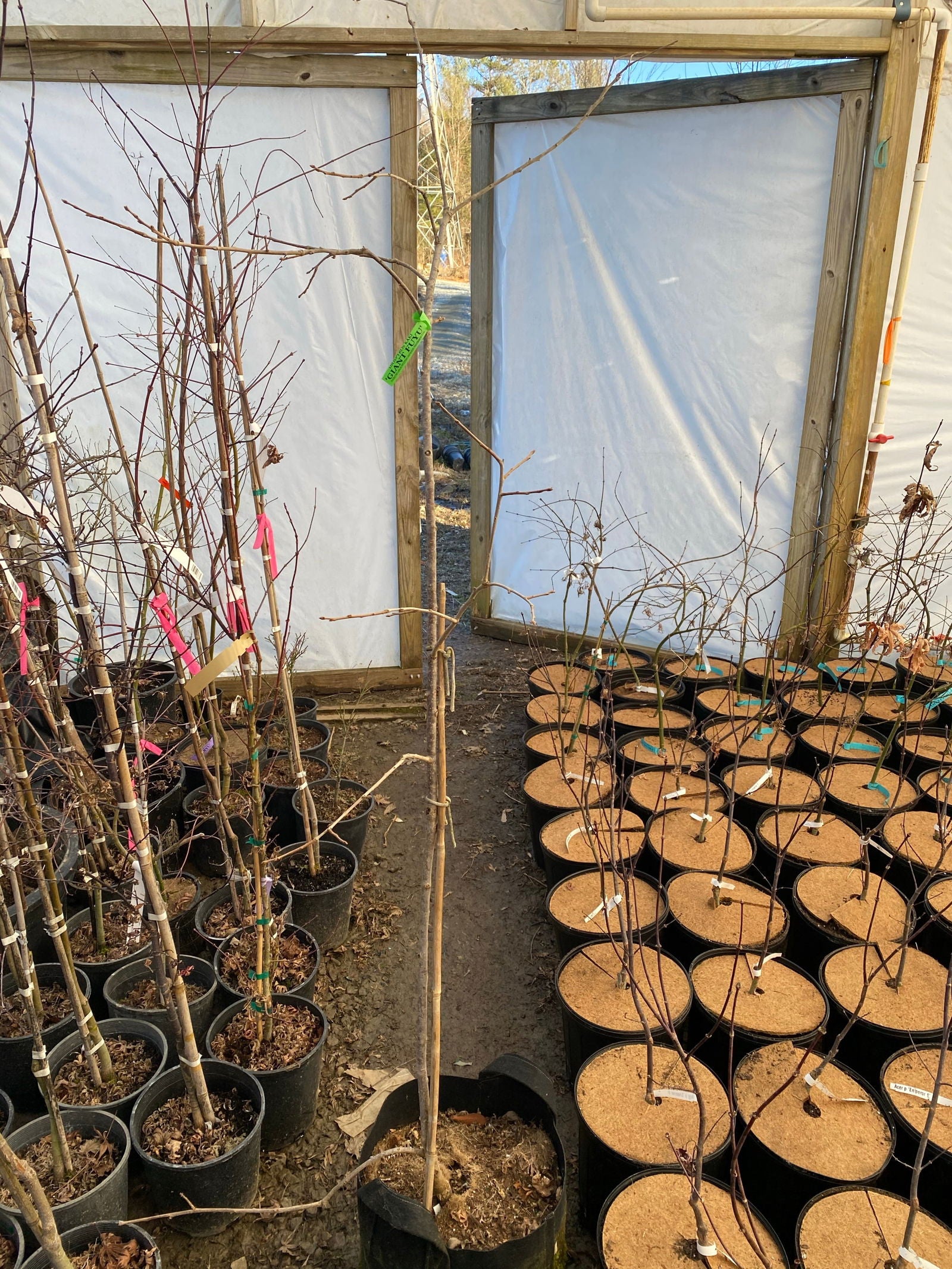 Giant Fuyu Persimmon Tree