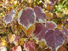 Buy Disanthus cercidifolius 'Ena nishiki' Variegated Japanese Redbud ...