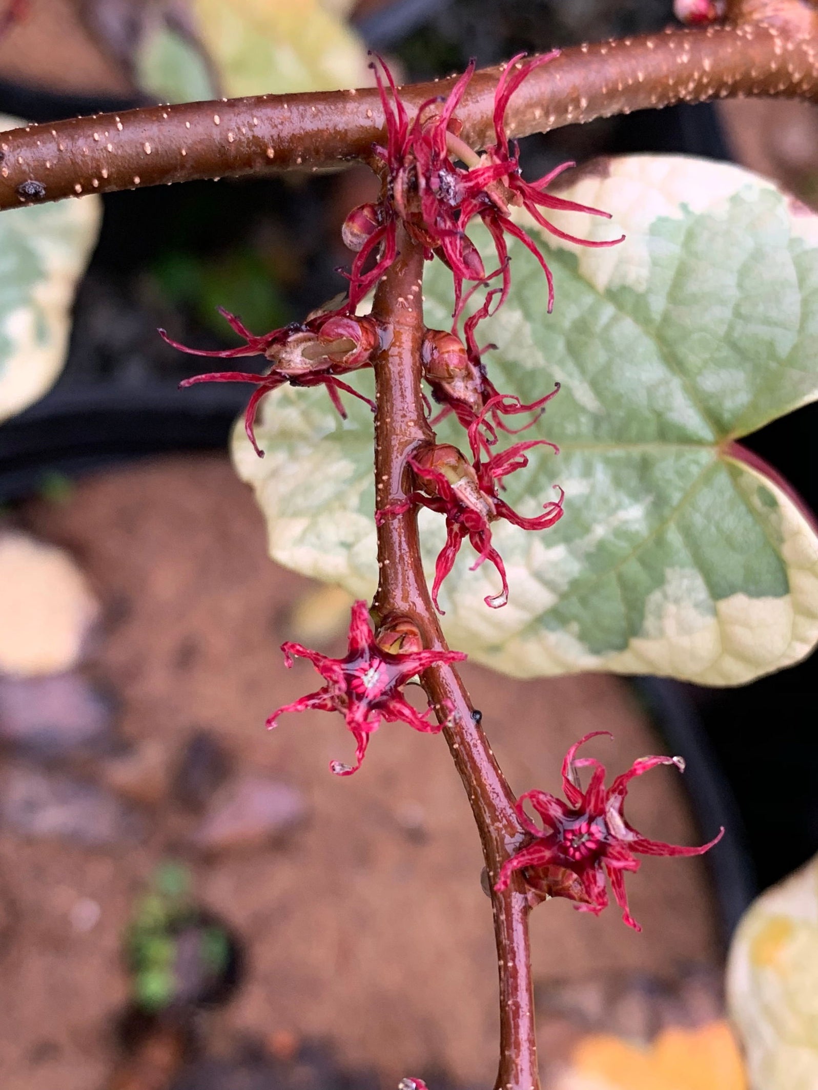 Buy Disanthus cercidifolius 'Ena nishiki' Variegated Japanese Redbud ...