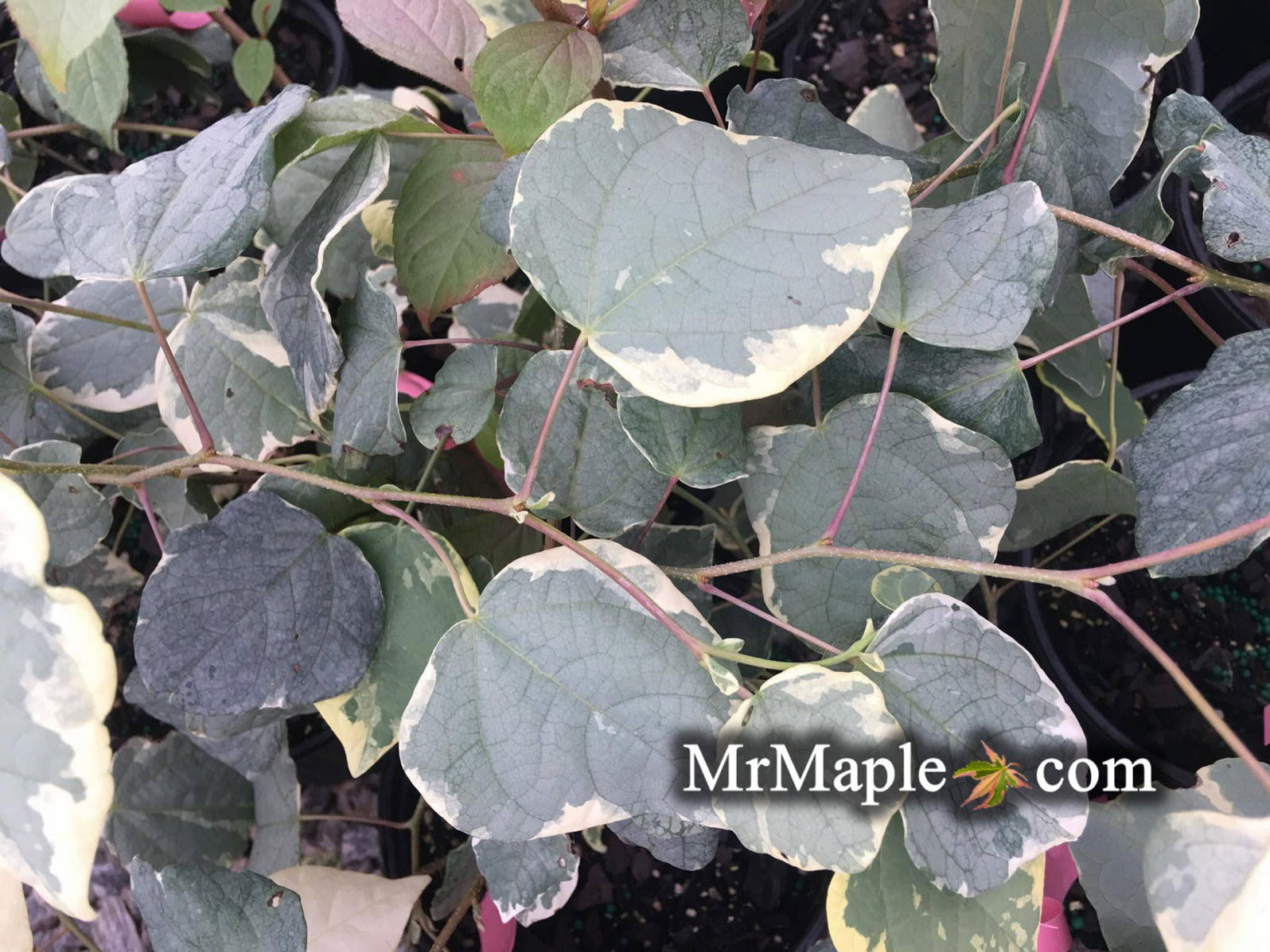 Buy Disanthus cercidifolius 'Ena nishiki' Variegated Japanese Redbud ...
