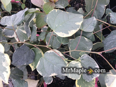Buy Disanthus cercidifolius 'Ena nishiki' Variegated Japanese Redbud ...