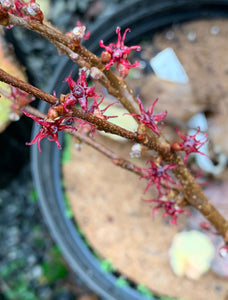Buy Disanthus cercidifolius 'Ena nishiki' Variegated Japanese Redbud ...