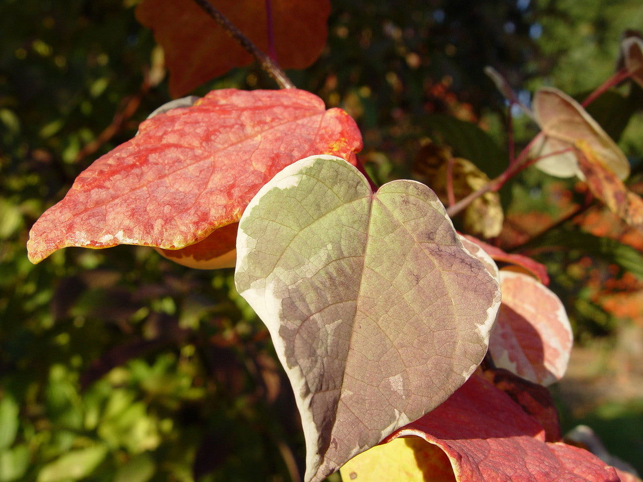 Buy Disanthus cercidifolius 'Ena nishiki' Variegated Japanese Redbud ...
