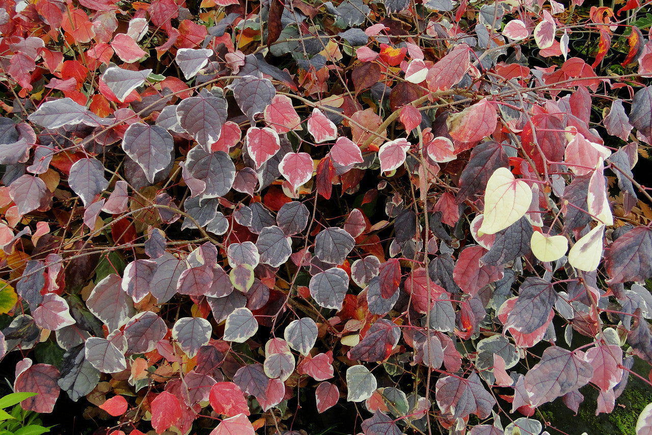 Buy Disanthus cercidifolius 'Ena nishiki' Variegated Japanese Redbud ...