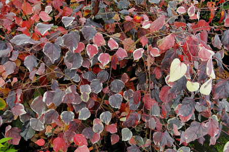 Buy Disanthus cercidifolius 'Ena nishiki' Variegated Japanese Redbud ...