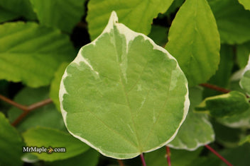 Buy Disanthus cercidifolius 'Ena nishiki' Variegated Japanese Redbud ...