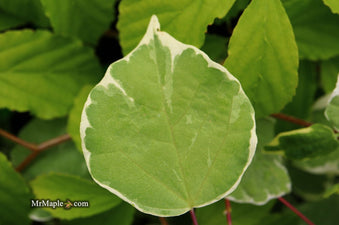 Buy Disanthus cercidifolius 'Ena nishiki' Variegated Japanese Redbud ...