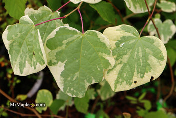 Buy Disanthus cercidifolius 'Ena nishiki' Variegated Japanese Redbud ...
