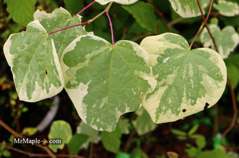 Buy Disanthus cercidifolius 'Ena nishiki' Variegated Japanese Redbud ...