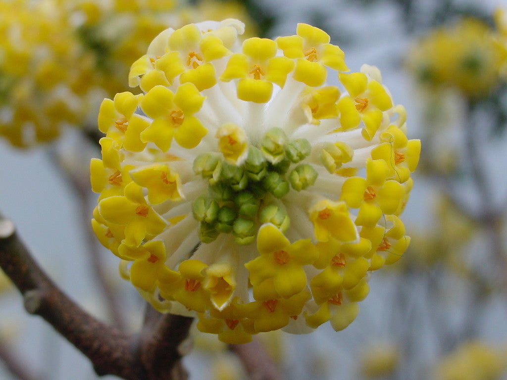 Buy Edgeworthia chrysantha 'Gold Rush' Chinese Paperbush — Mr Maple ...
