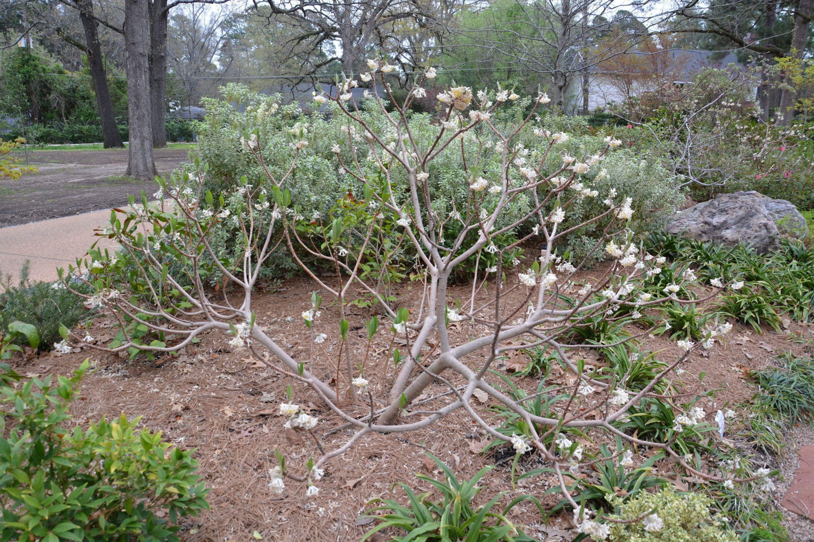 Buy Edgeworthia chrysantha 'Gold Rush' Chinese Paperbush — Mr Maple ...