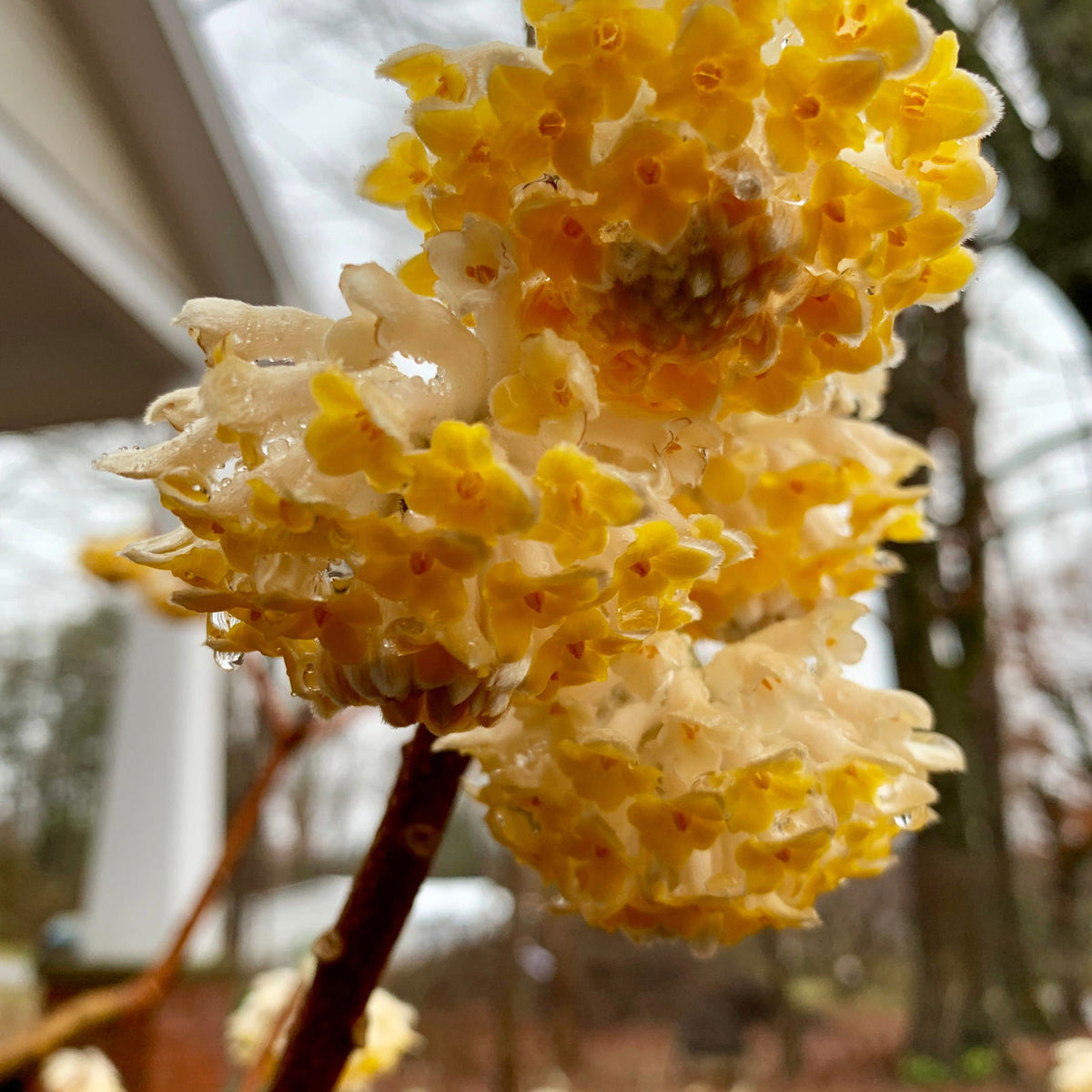 Buy Edgeworthia chrysantha 'Snow Cream' Chinese Paperbush — Mr Maple ...