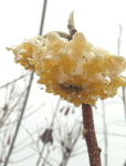 Buy Edgeworthia chrysantha 'Snow Cream' Chinese Paperbush — Mr Maple ...