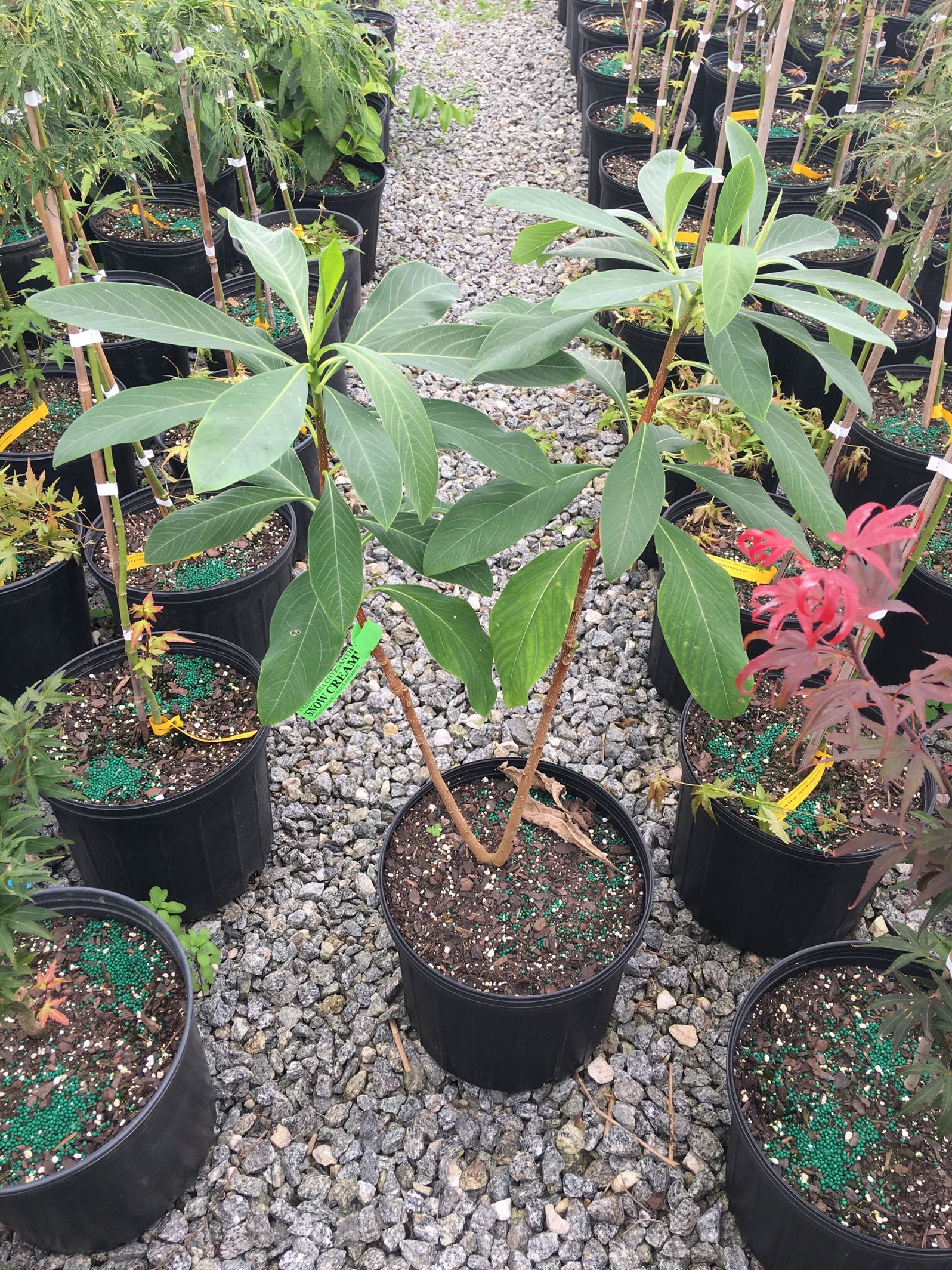 Buy Edgeworthia chrysantha 'Snow Cream' Chinese Paperbush — Mr Maple ...