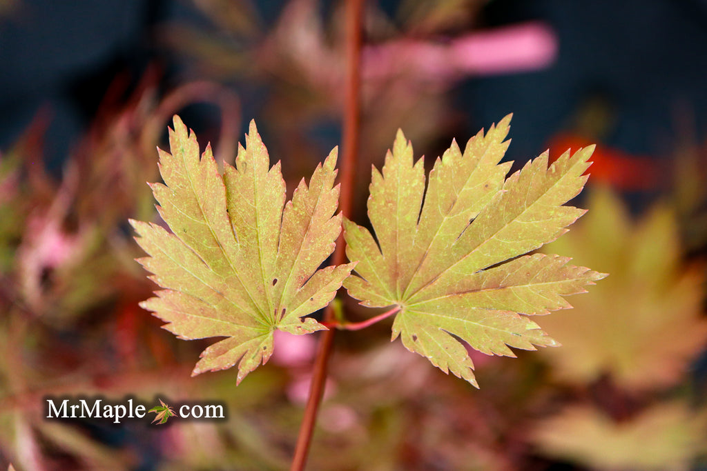 Buy Maples — Mr Maple │ Buy Japanese Maple Trees