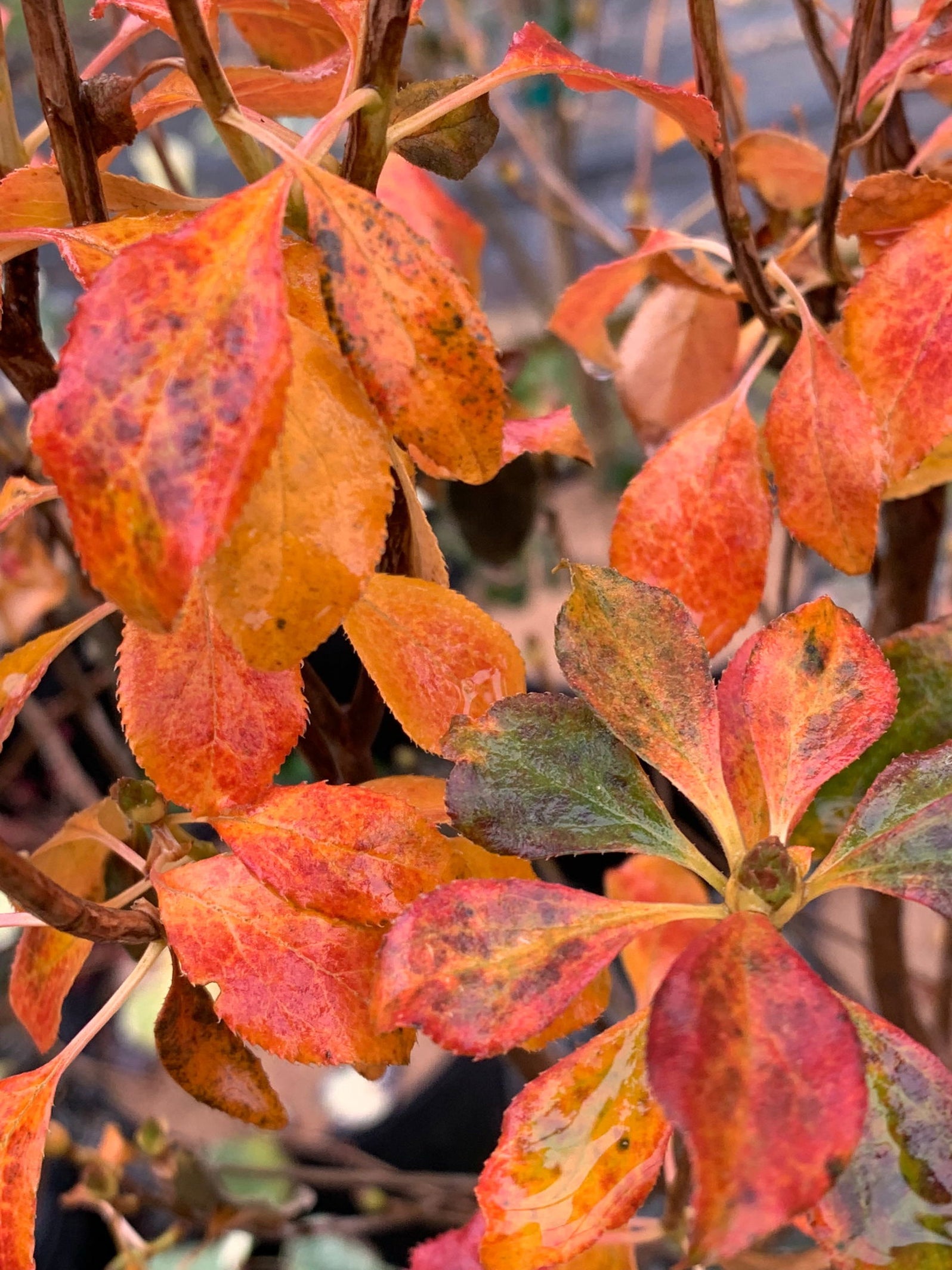 Buy Enkianthus campanulatus 'Wallaby' Dwaf Pink Flowering Red Vein ...