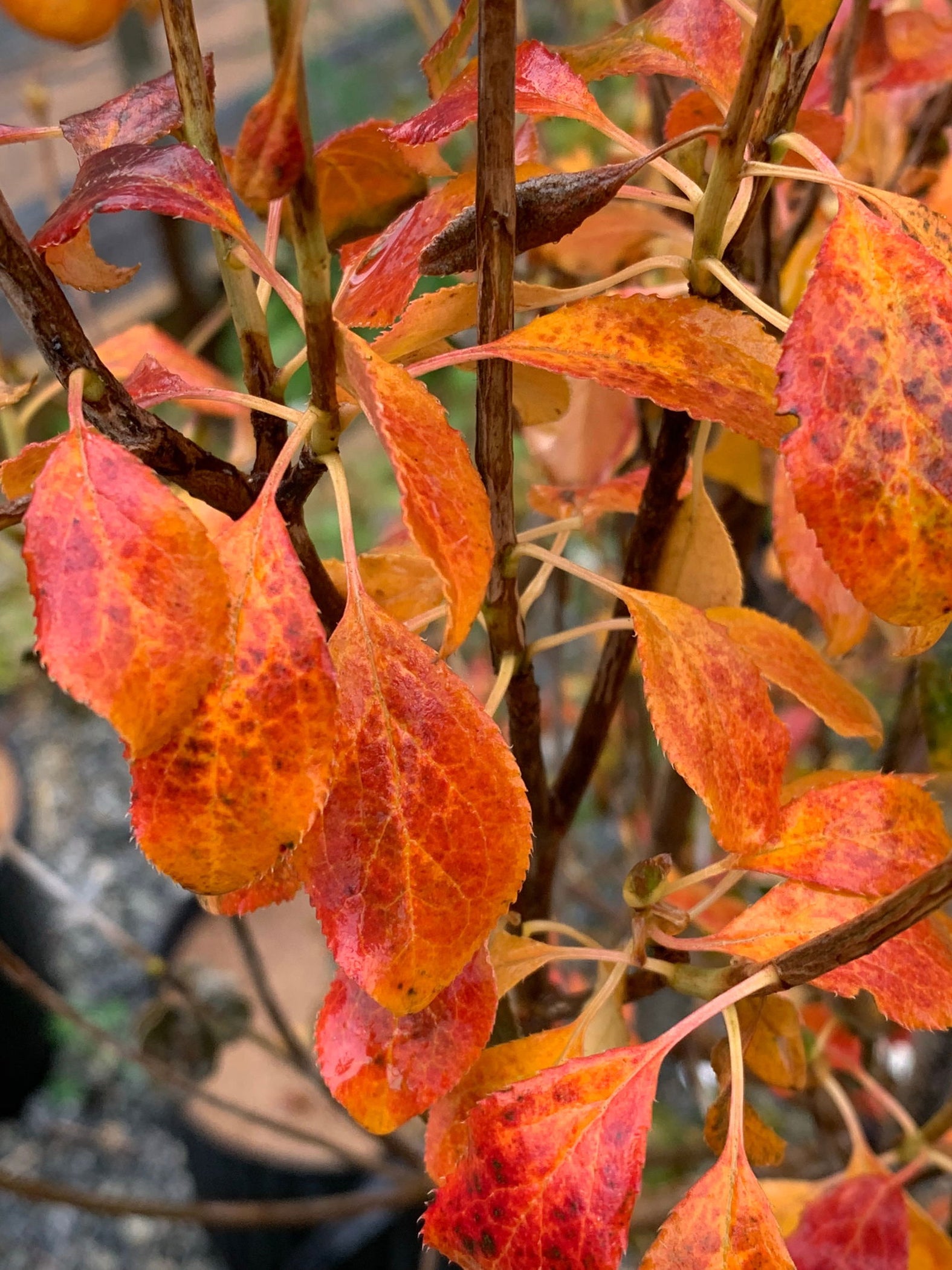 Buy Enkianthus campanulatus 'Wallaby' Dwaf Pink Flowering Red Vein ...