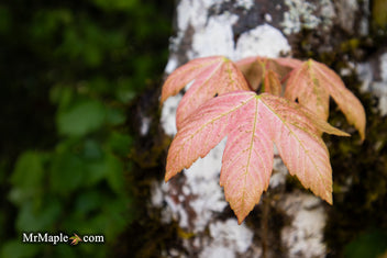 Buy Acer pseudoplatanus 'Esk Sunset' Rare Variegated Eskimo Sunset ...
