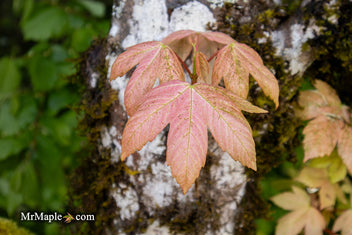 Buy Acer pseudoplatanus 'Esk Sunset' Rare Variegated Eskimo Sunset ...