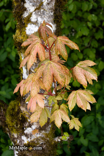 Buy Acer pseudoplatanus 'Esk Sunset' Rare Variegated Eskimo Sunset ...