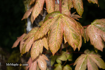 Buy Acer pseudoplatanus 'Esk Sunset' Rare Variegated Eskimo Sunset ...