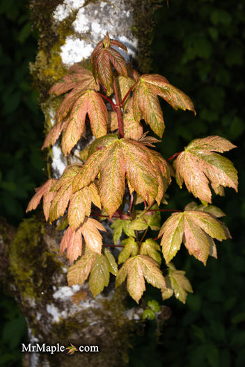 Buy Acer pseudoplatanus 'Esk Sunset' Rare Variegated Eskimo Sunset ...