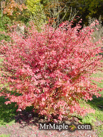 Buy Euonymus alatus 'Compacta' Dwarf Burning Bush — Mr Maple │ Buy ...