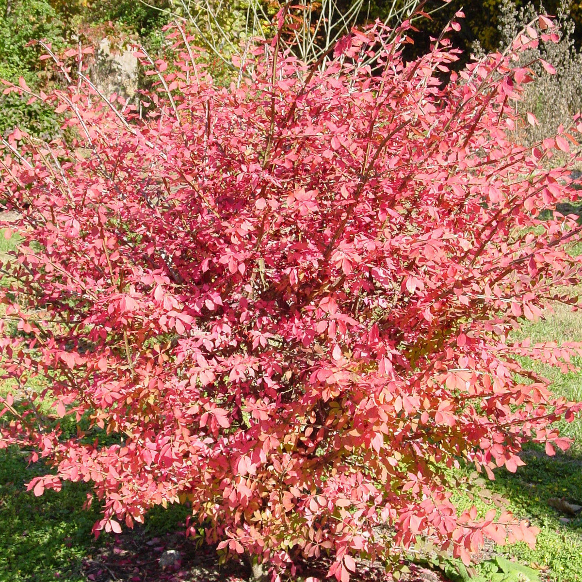 dwarf burning bush