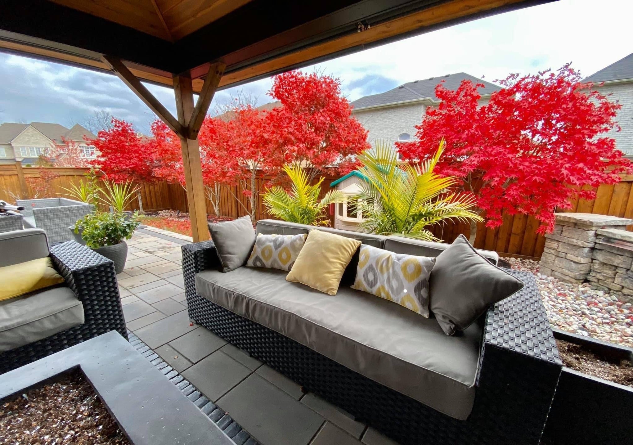 Buy Japanese Maples - MrMaple — Mr Maple │ Buy Japanese Maple Trees