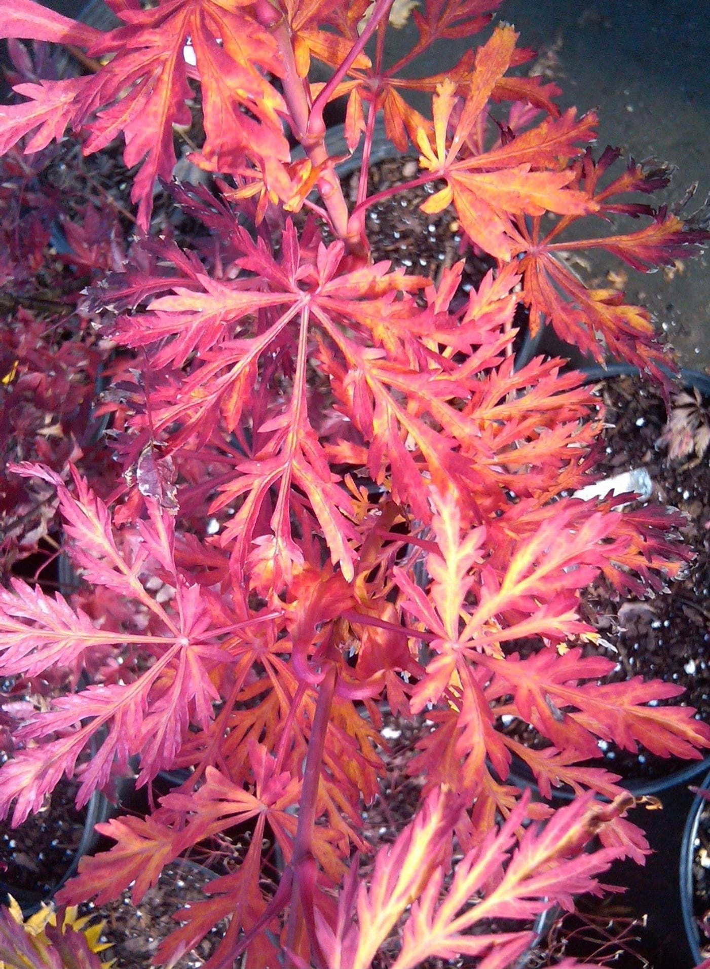 Buy Acer japonicum 'Abby's Weeping' Dwarf Full Moon Japanese Maple — Mr ...