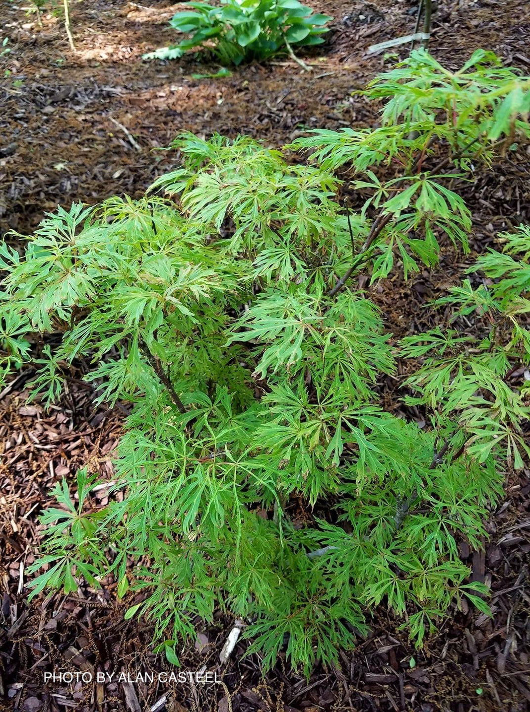 Buy Acer japonicum X 'Gossamer' Dwarf Full Moon Japanese Maple — Mr ...