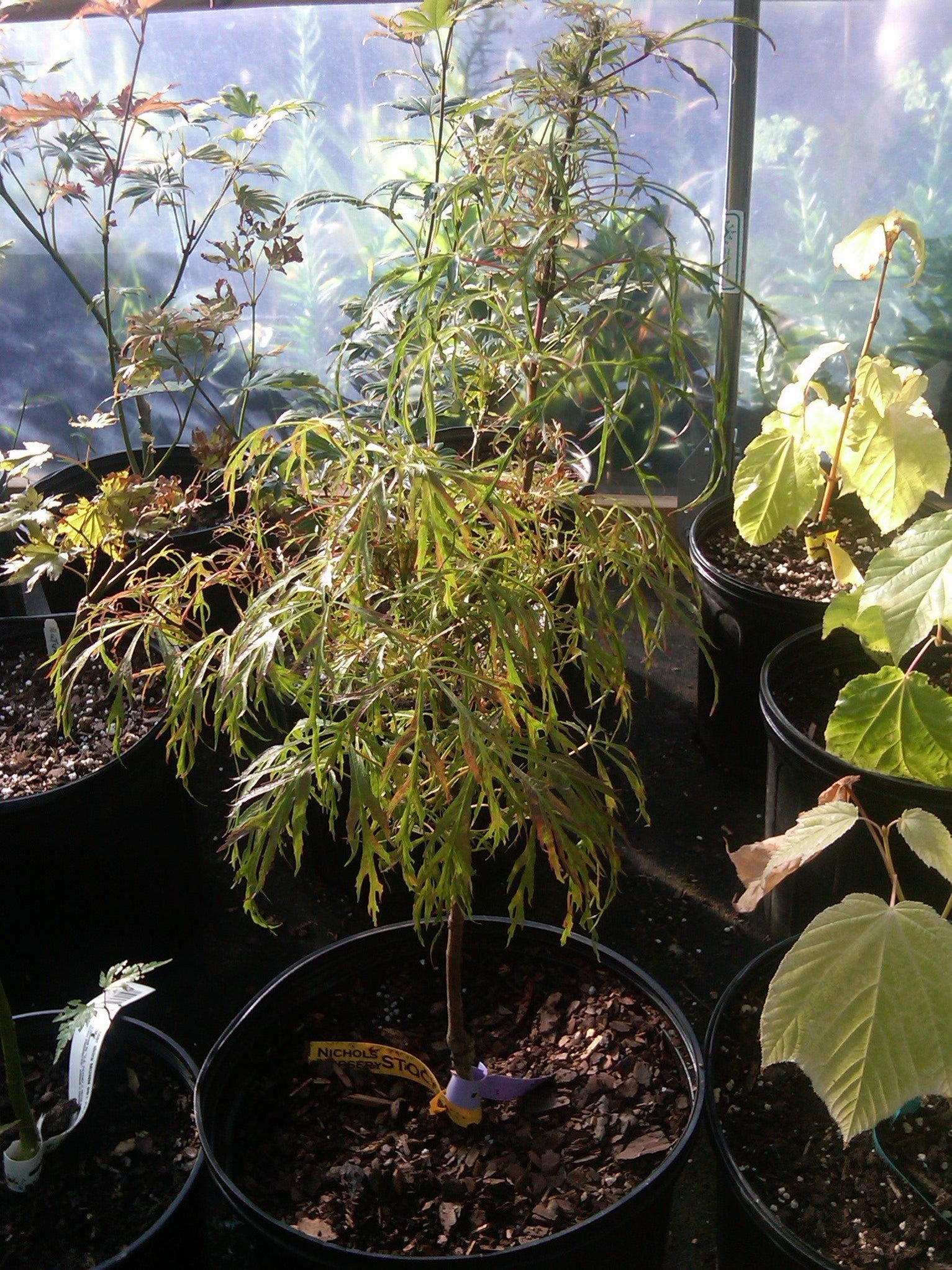 Buy Acer japonicum X 'Gossamer' Dwarf Full Moon Japanese Maple — Mr ...