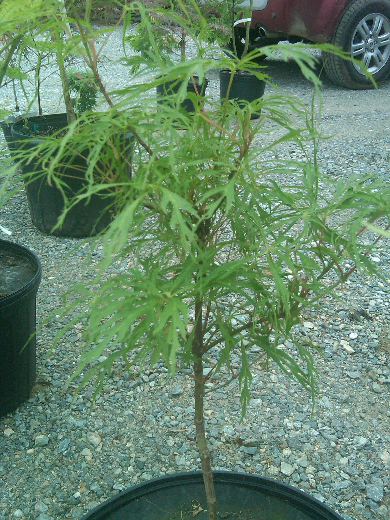 Buy Acer japonicum X 'Gossamer' Dwarf Full Moon Japanese Maple — Mr ...