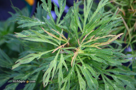 Buy Acer japonicum X 'Gossamer' Dwarf Full Moon Japanese Maple — Mr ...