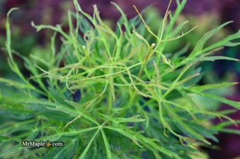 Buy Acer japonicum X 'Gossamer' Dwarf Full Moon Japanese Maple — Mr ...