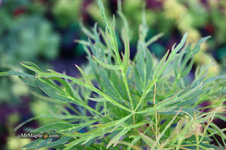 Buy Acer japonicum X 'Gossamer' Dwarf Full Moon Japanese Maple — Mr ...