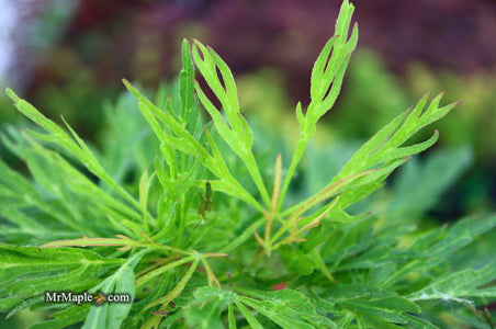 Buy Acer japonicum X 'Gossamer' Dwarf Full Moon Japanese Maple — Mr ...