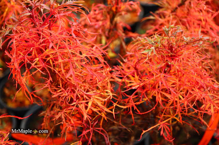 Buy Acer japonicum X 'Gossamer' Dwarf Full Moon Japanese Maple — Mr ...