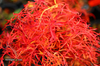 Buy Acer japonicum X 'Gossamer' Dwarf Full Moon Japanese Maple — Mr ...