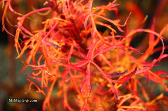 Buy Acer japonicum X 'Gossamer' Dwarf Full Moon Japanese Maple — Mr ...