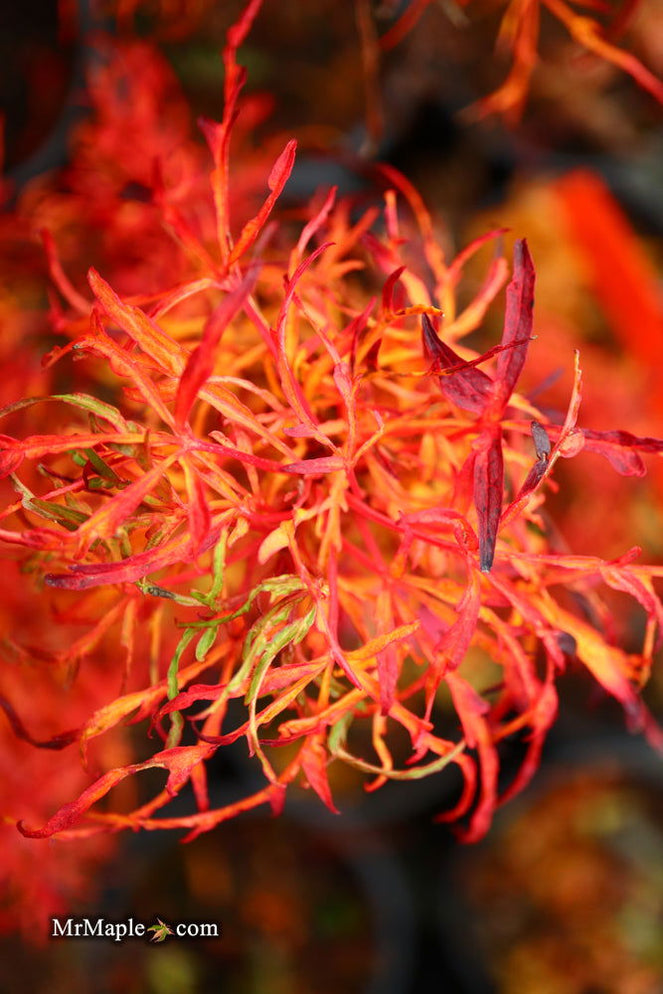 Buy Acer japonicum X 'Gossamer' Dwarf Full Moon Japanese Maple — Mr ...