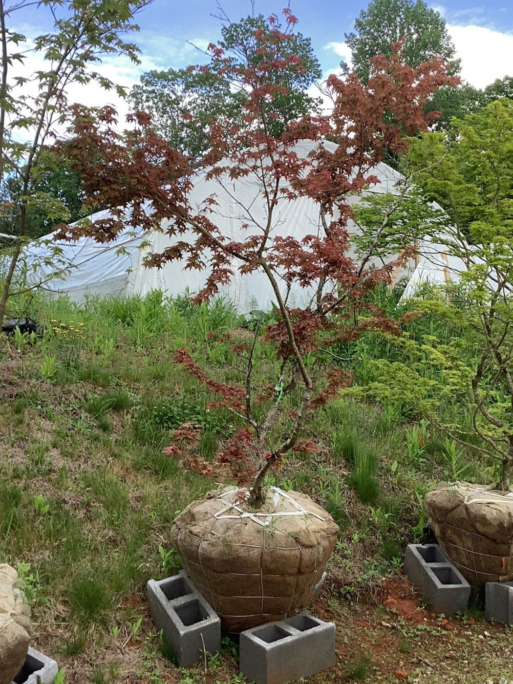Buy Acer palmatum 'Beni maiko' Japanese Maple — Mr Maple │ Buy Japanese ...