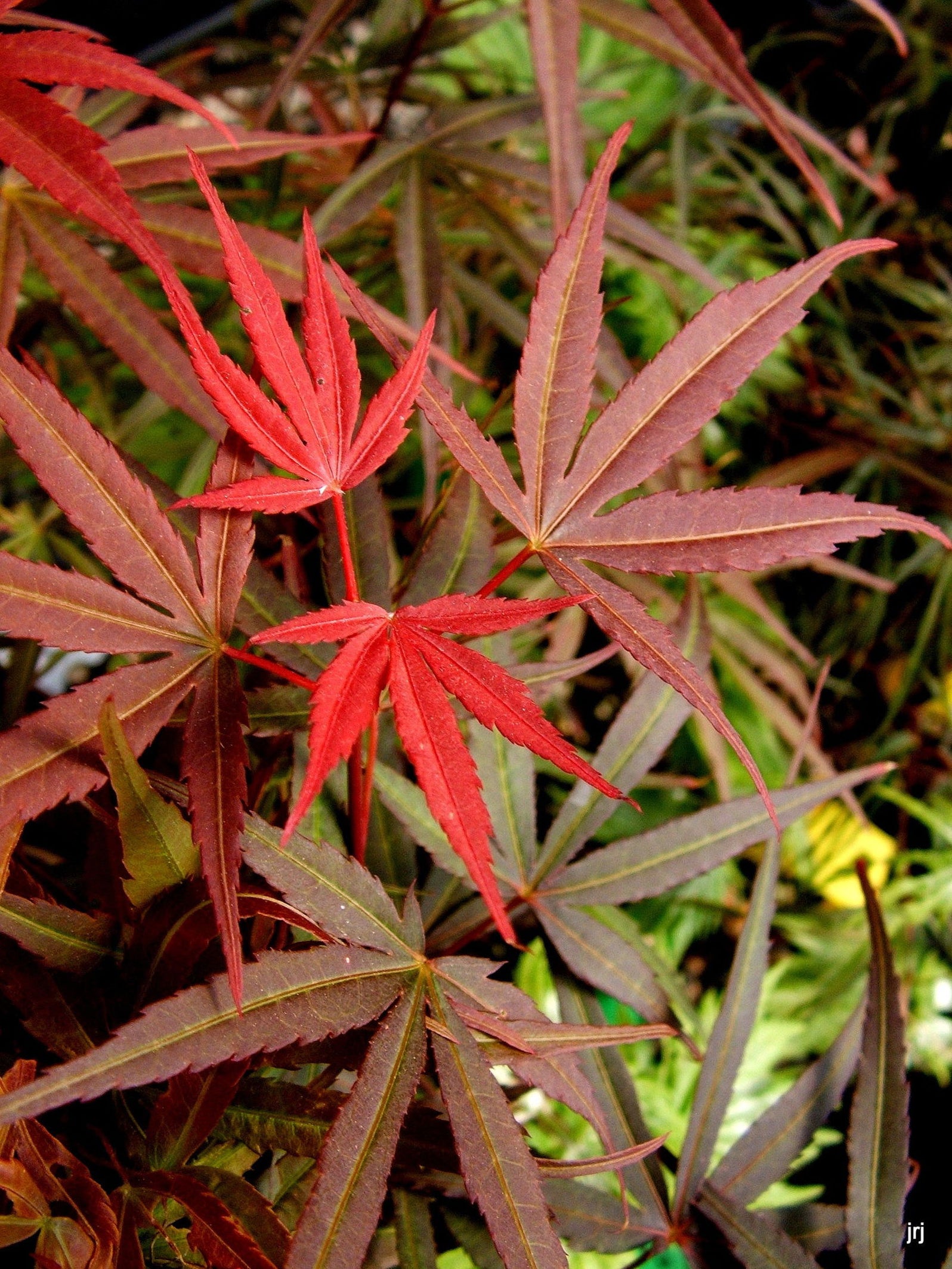 Buy Acer palmatum Beni otake Red Bamboo Japanese Maple — Mr Maple │ Buy Japanese Maple Trees